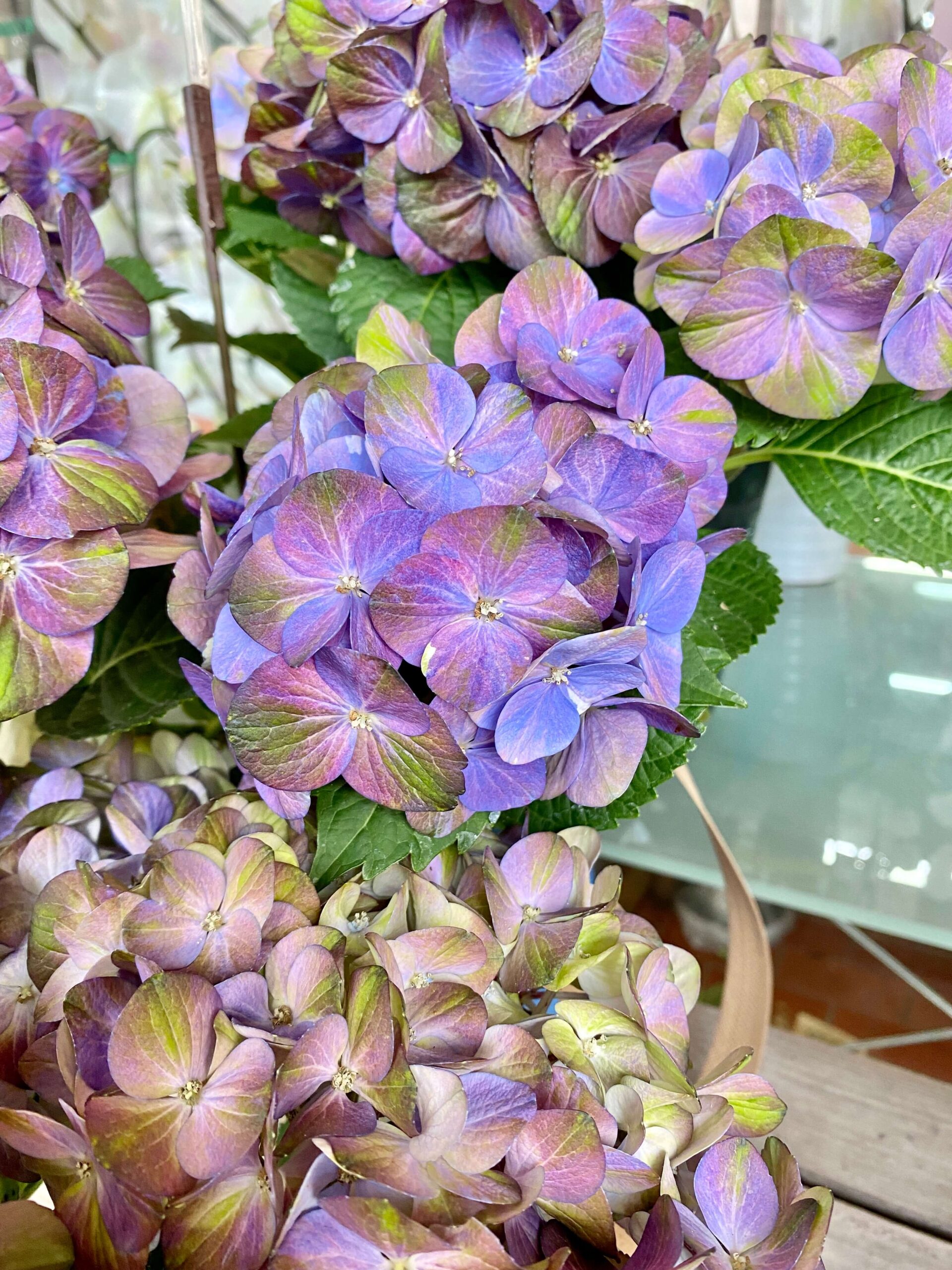 Unique Hydrangeas in Japan – Maris Around the World