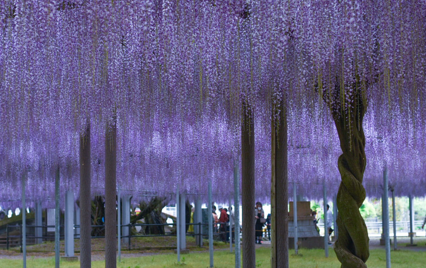 Visiting Yanagawa in the Spring: Hina-matsuri, Canal Punting, and ...