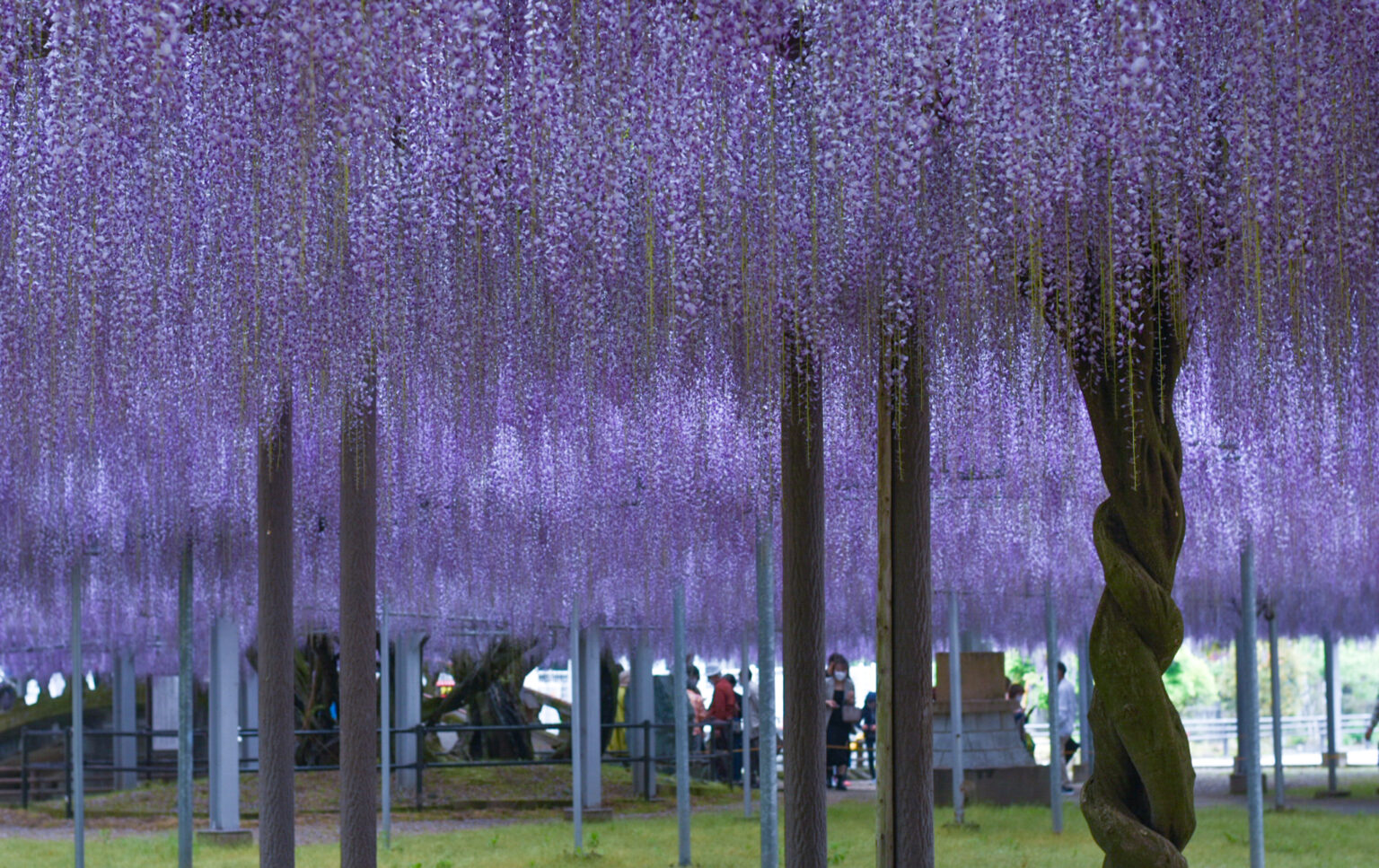 Visiting Yanagawa in the Spring: Hina-matsuri, Canal Punting, and ...